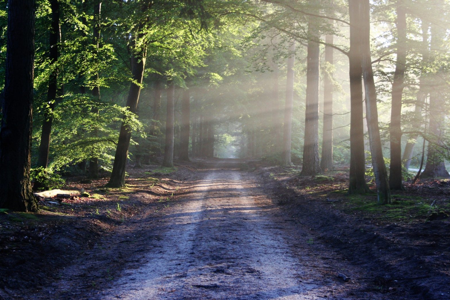 road-sun-rays-path.jpg – Beaugard-Mcknight